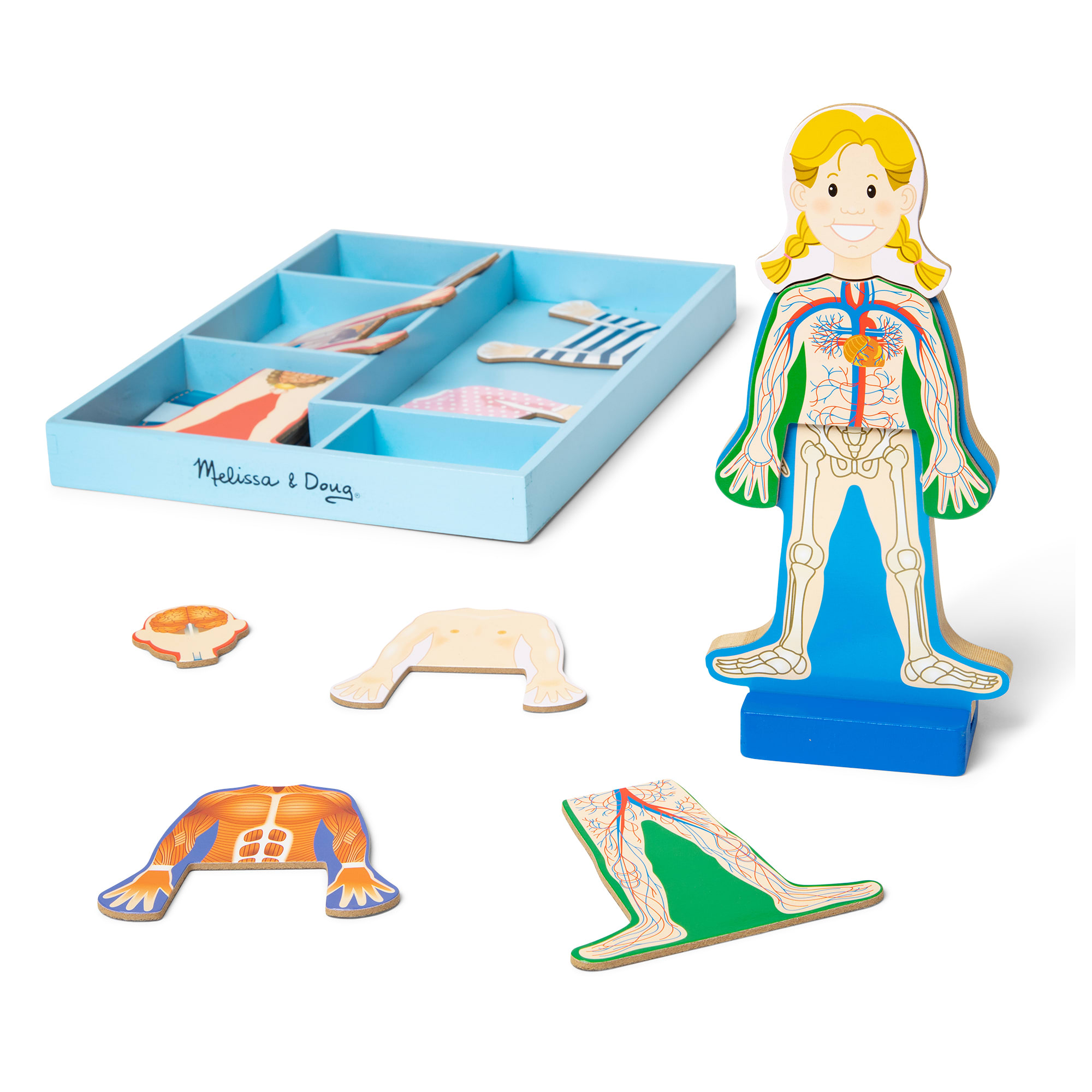 Product: Magnetic Human Body Play Set